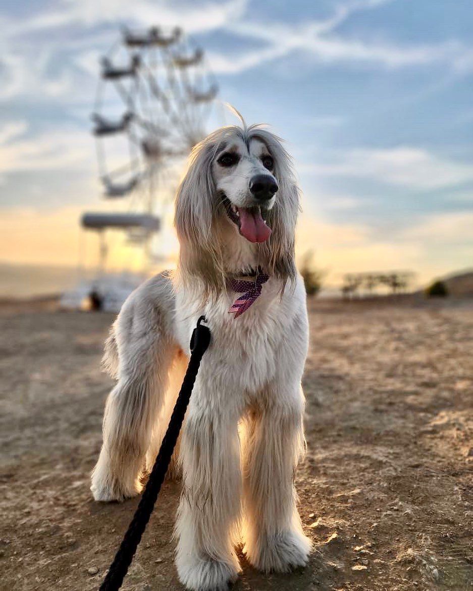 Maple Resort, B.C. | Sitio Oficial