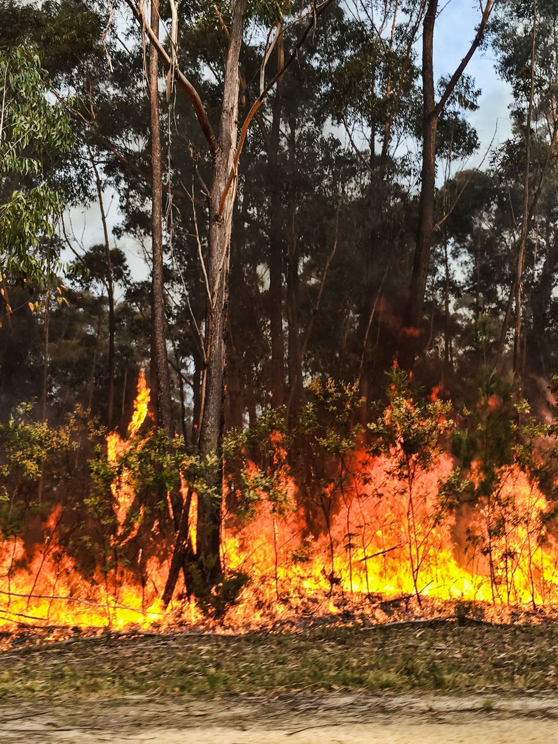 Maximising Fire Safety: How Forestry Mulching Reduces Risks and ...