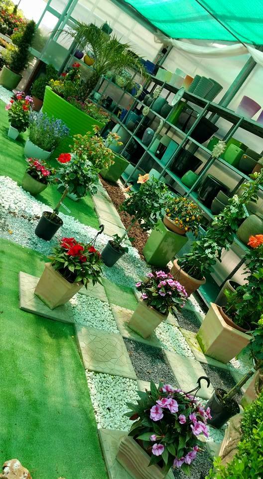 Piante da appartamento | Salerno, SA | Vivaio Avagliano Piante