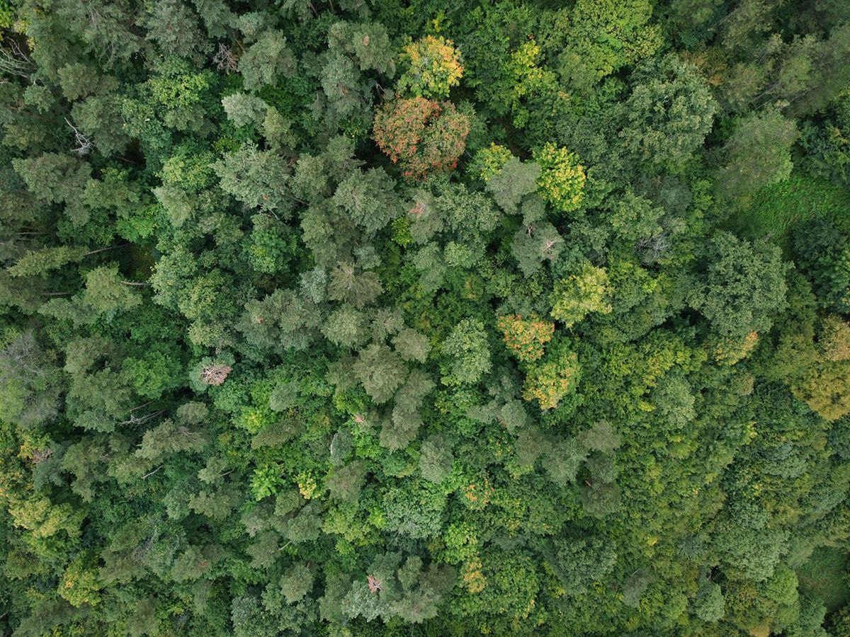 Forest Inventory Checklist Template | Free 2026 Template | Grade Timber