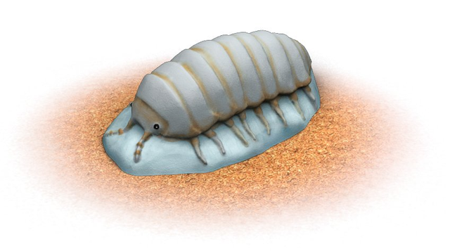 Giant Isopod Cat