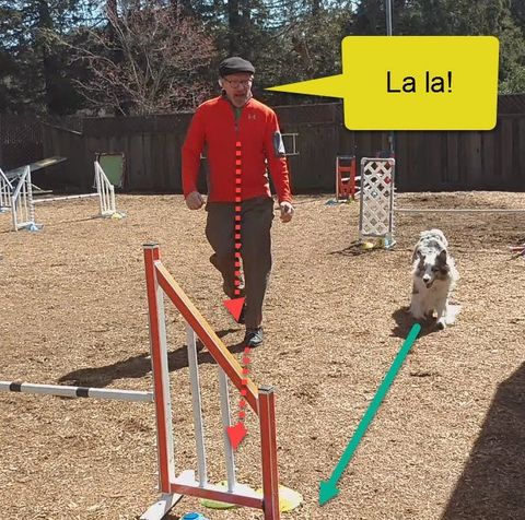 Dog Agility Backside Jumps