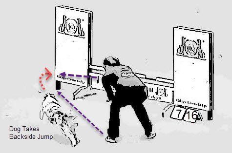 Dog Agility Backside Jumps