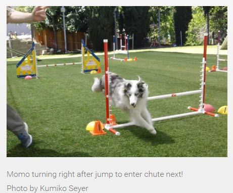 Dog Agility Backside Jumps