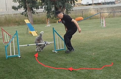 REVERSE V-SET in Dog Agility