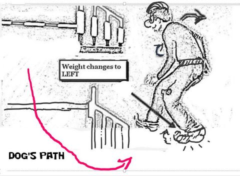 Reverse Spin in Dog Agility