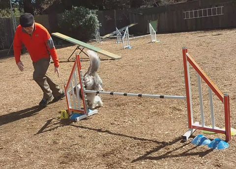 Dog Agility Backside Jumps