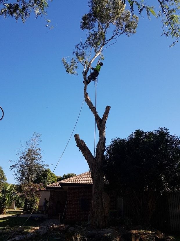 #1 Tree Loppers Gold Coast | Tree Lopping Services Gold Coast |Tree Removal