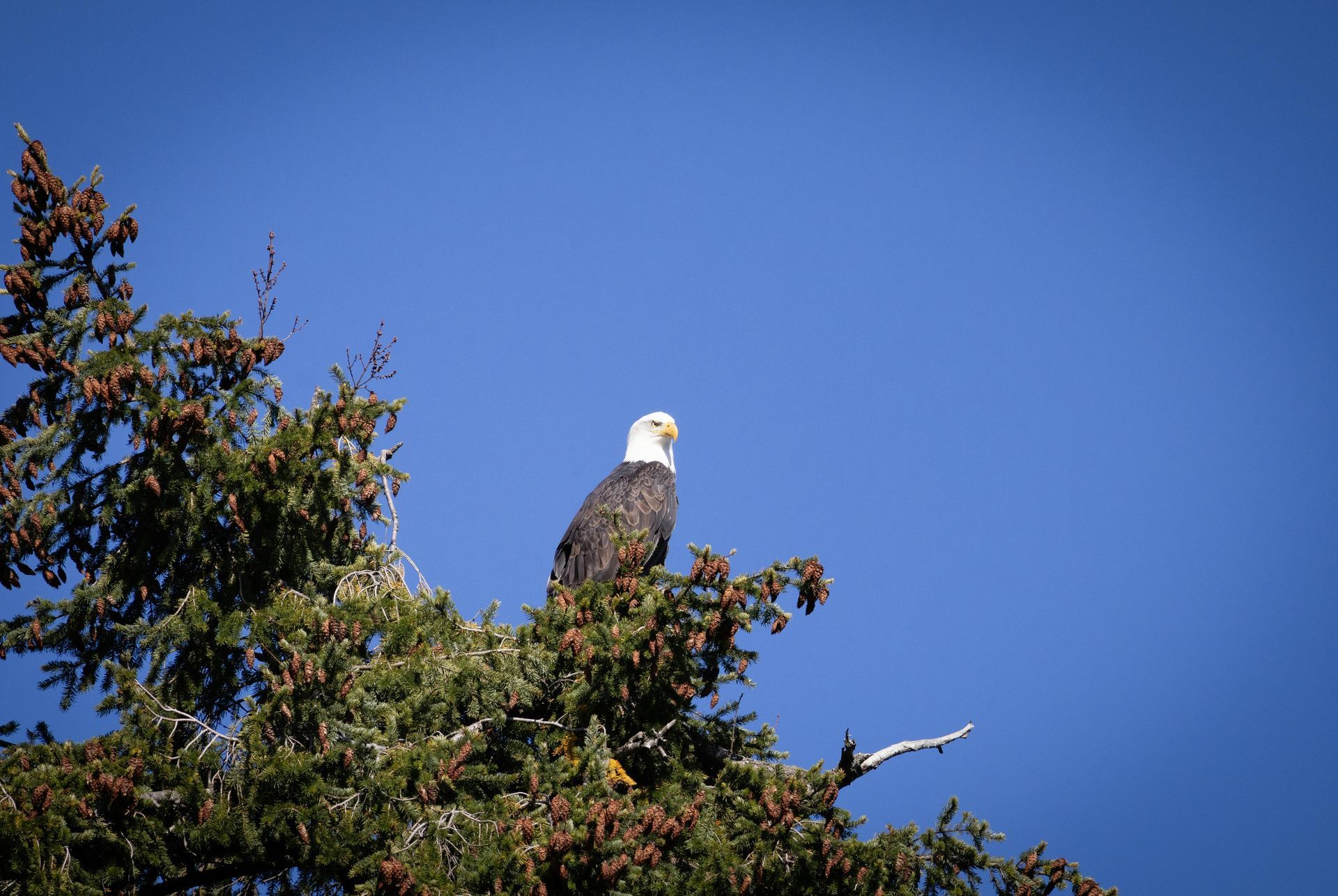 Big Bear Eagle Cam | Watch Jackie & Shadow Live