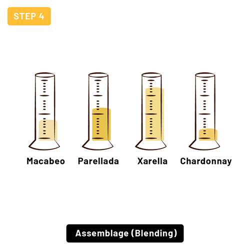 Cava | The In-depth Guide