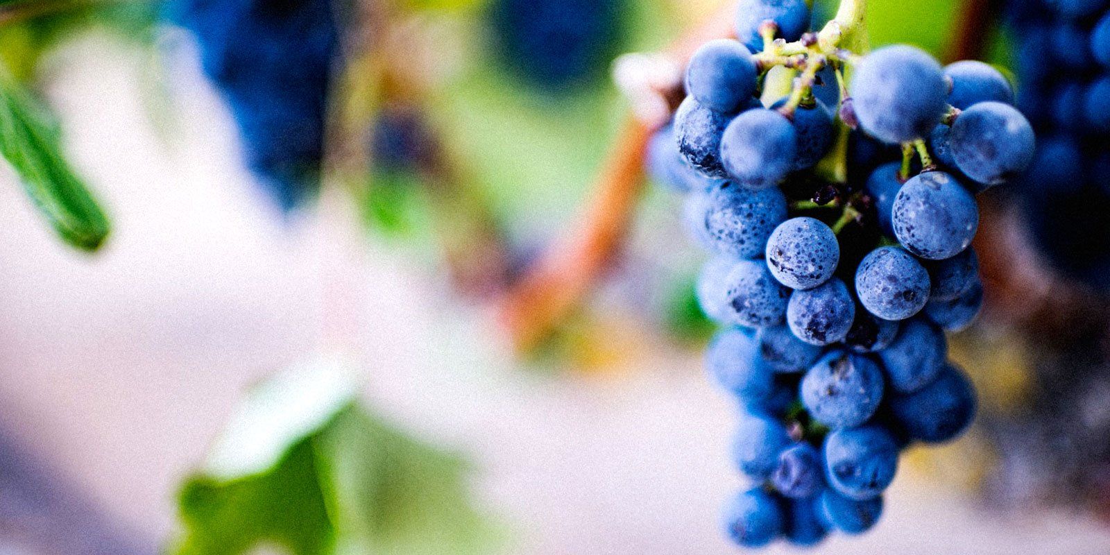Wine Glossary + Vocabulary | Comprehensive list of wine terms + methods
