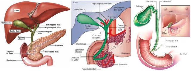 Hepato Pancreato Biliary Cancer