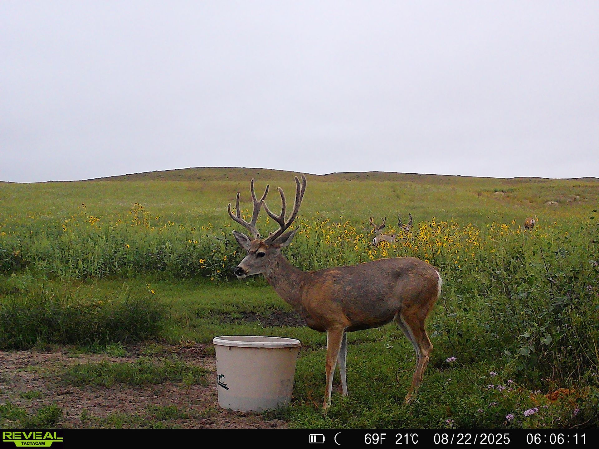 Deer Meadows Outfitters | Nebraska Sandhills Trophy Deer Hunts