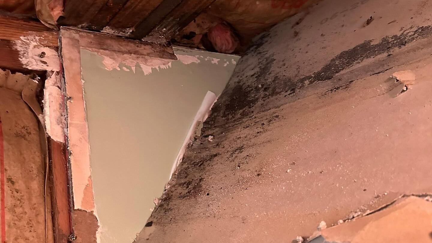 How To Ensure Comprehensive Mold Removal - IICRC Certified