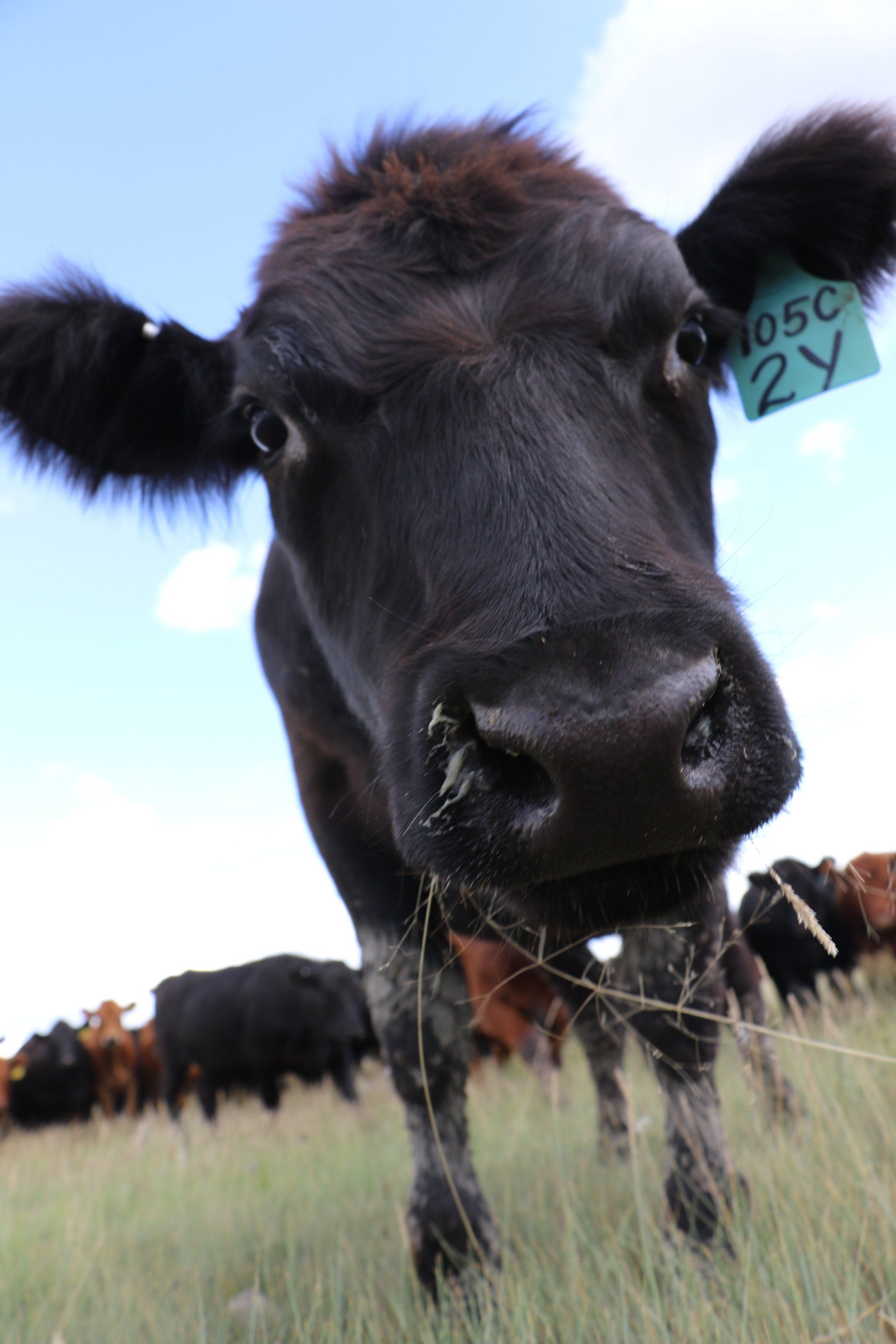 Grass Fed and Grass Finished Beef, Calgary, Alberta - TK Ranch