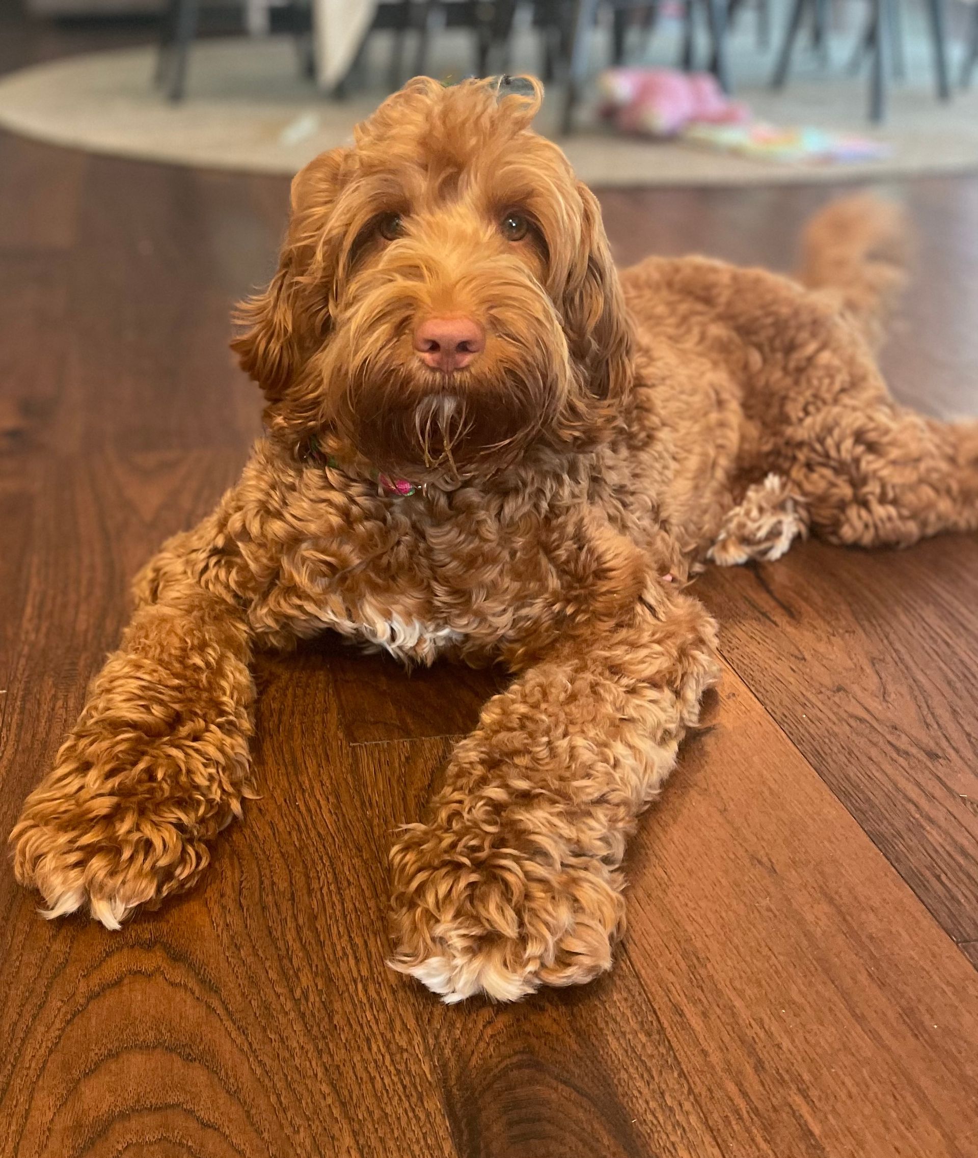 Our Dogs | Granite State Labradoodles