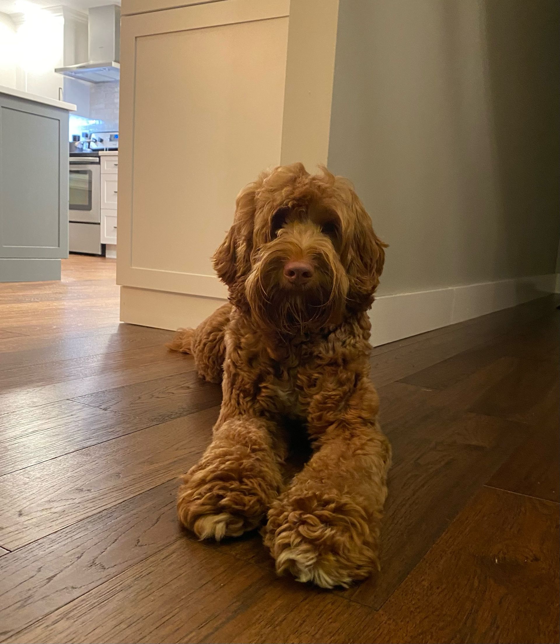 Our Dogs | Granite State Labradoodles