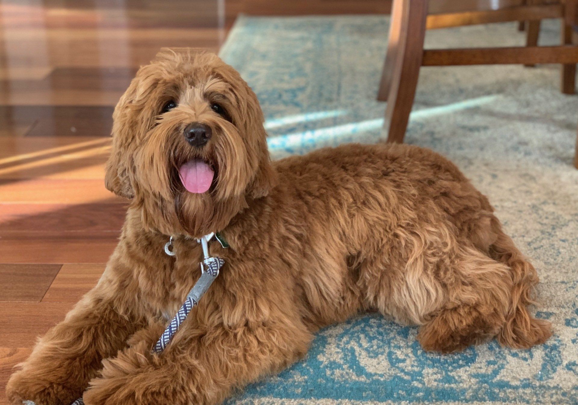 Our Dogs | Granite State Labradoodles