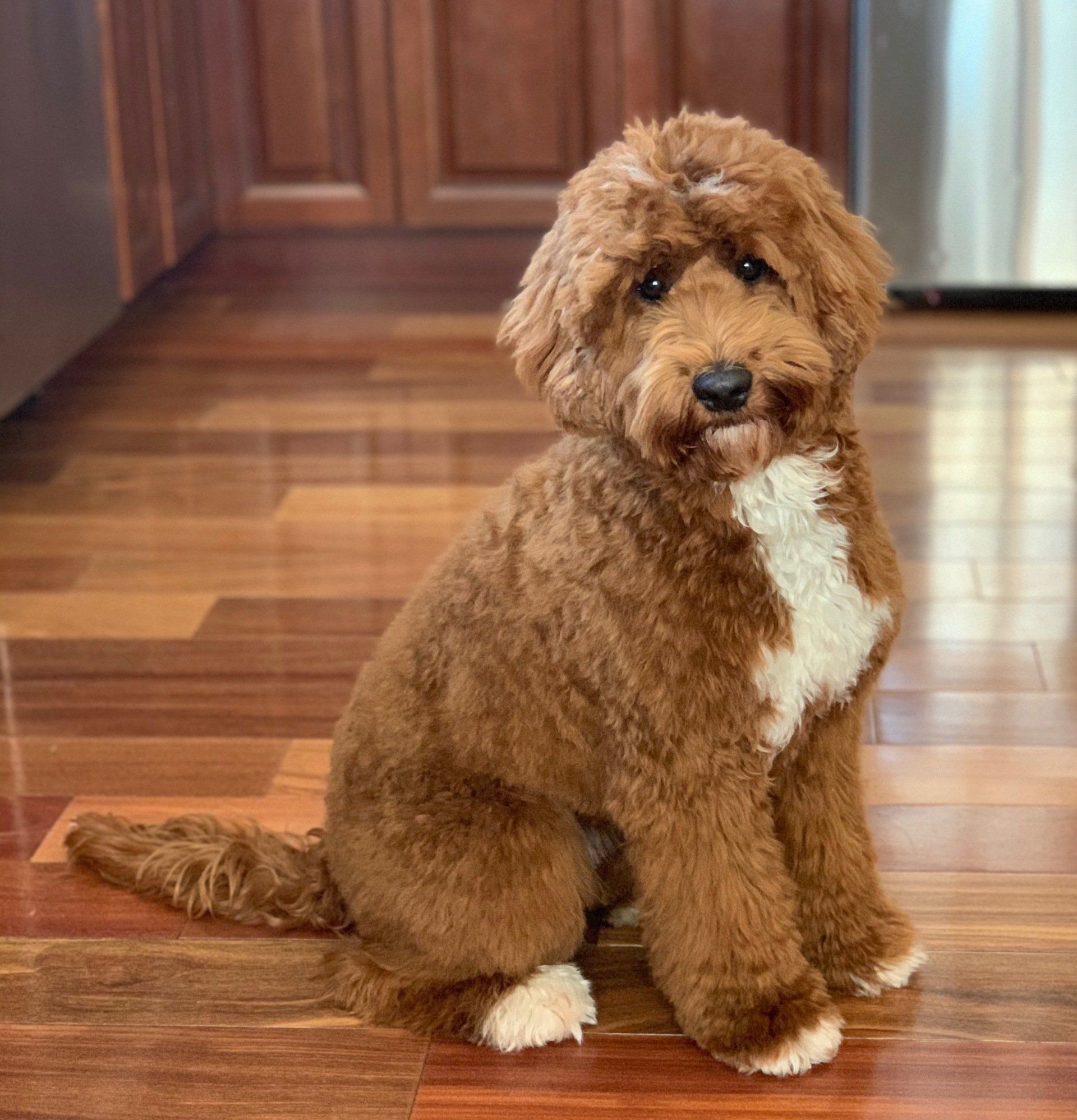 Our Dogs | Granite State Labradoodles