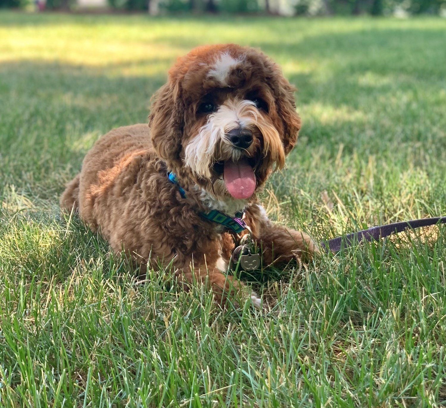 Our Dogs | Granite State Labradoodles