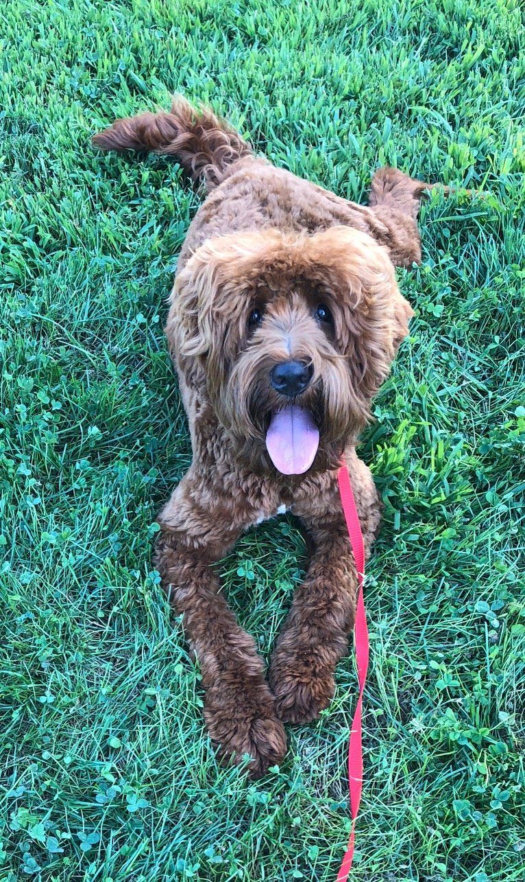 Our Dogs | Granite State Labradoodles
