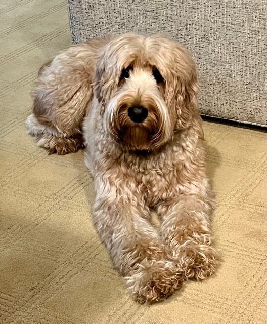 Our Dogs | Granite State Labradoodles