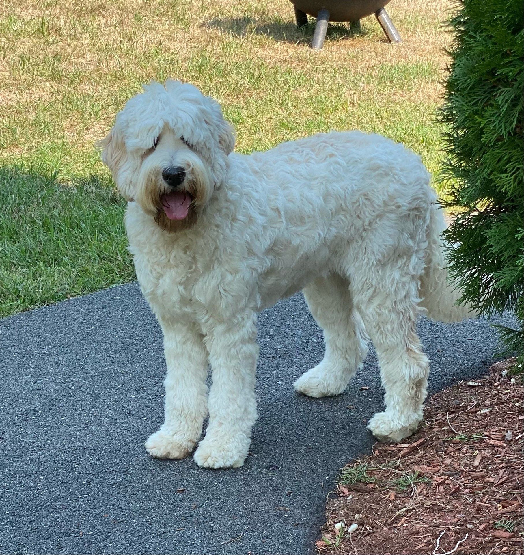 Our Dogs | Granite State Labradoodles
