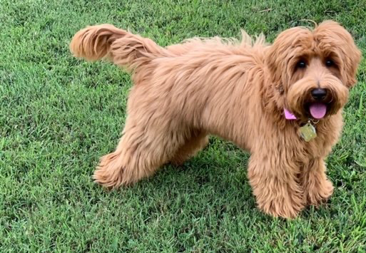 Our Dogs | Granite State Labradoodles