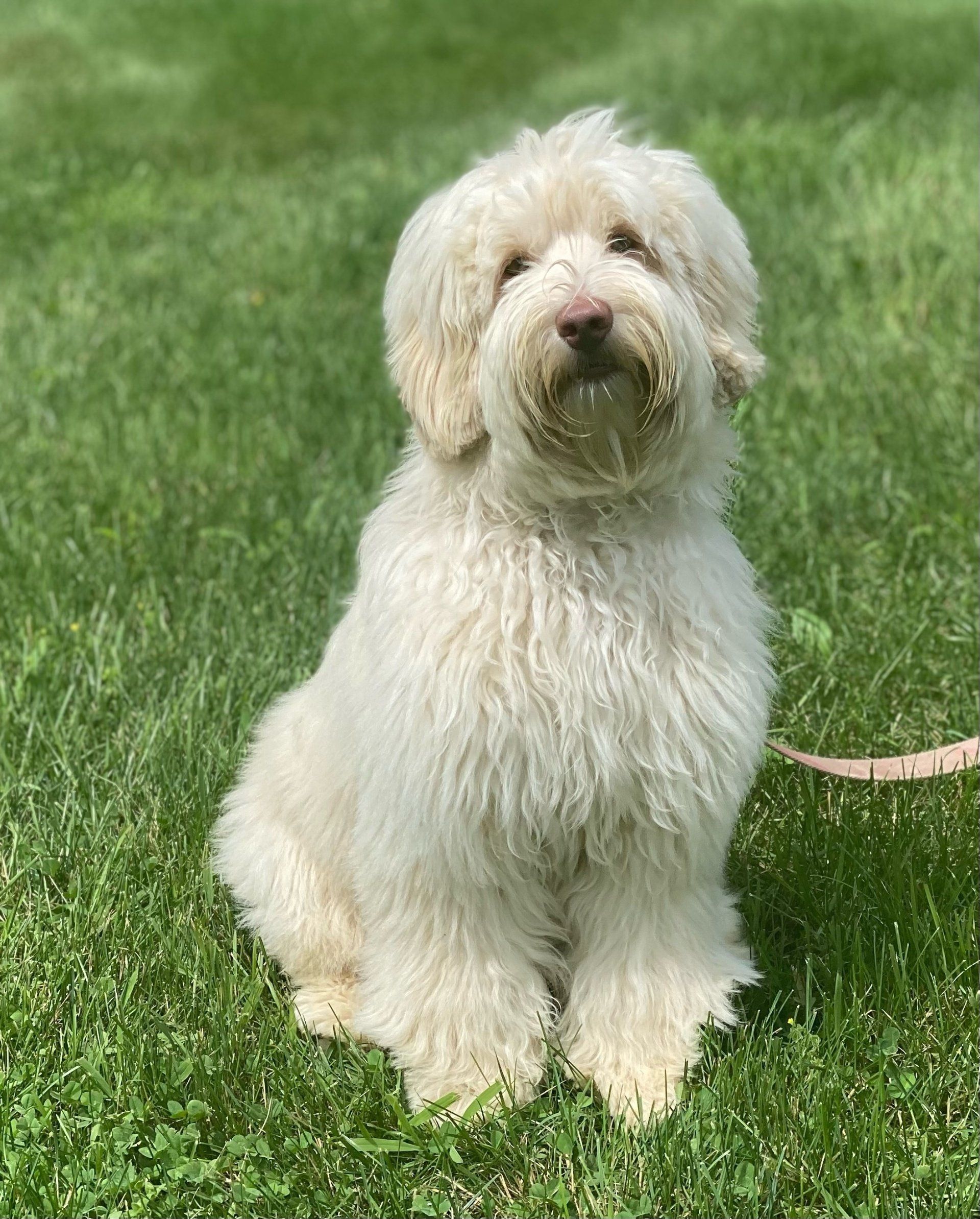 Our Dogs | Granite State Labradoodles