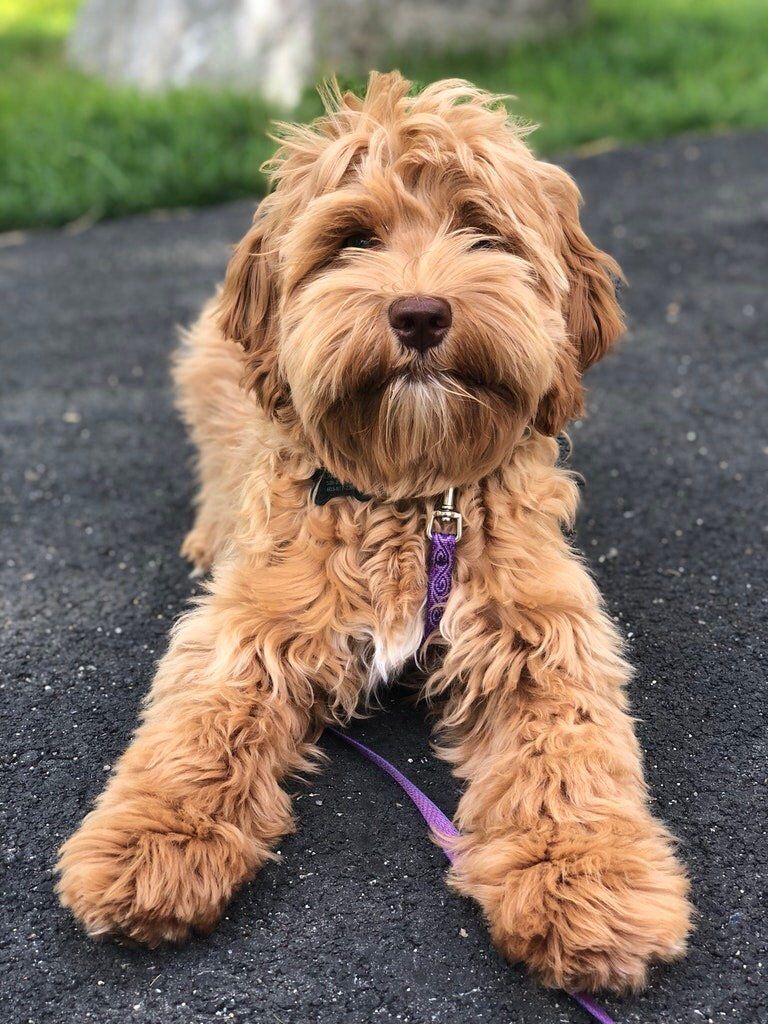 Our Dogs | Granite State Labradoodles