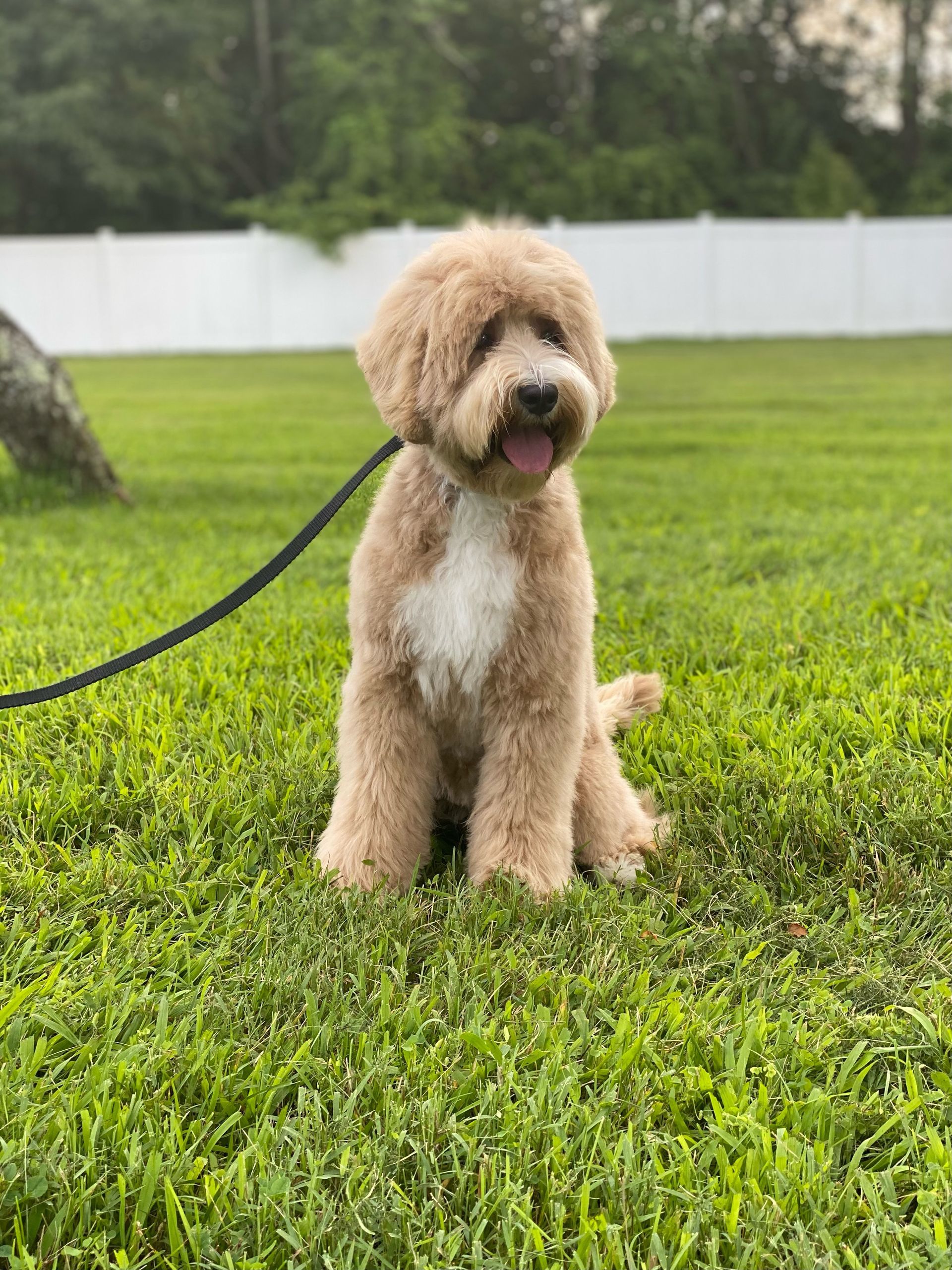 Our Dogs | Granite State Labradoodles