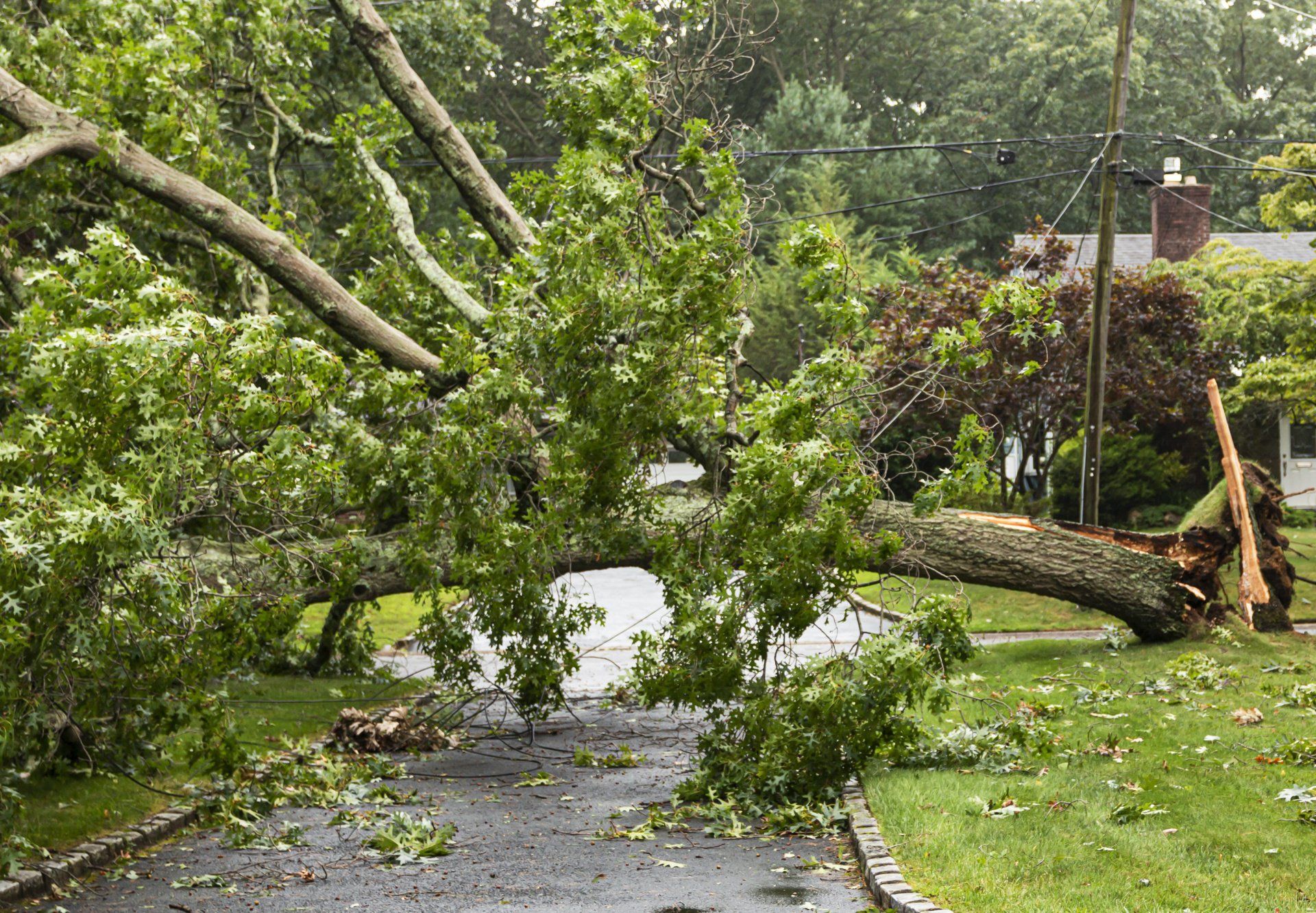 Baton Rouge Landscape Service: Landscaping After a Storm