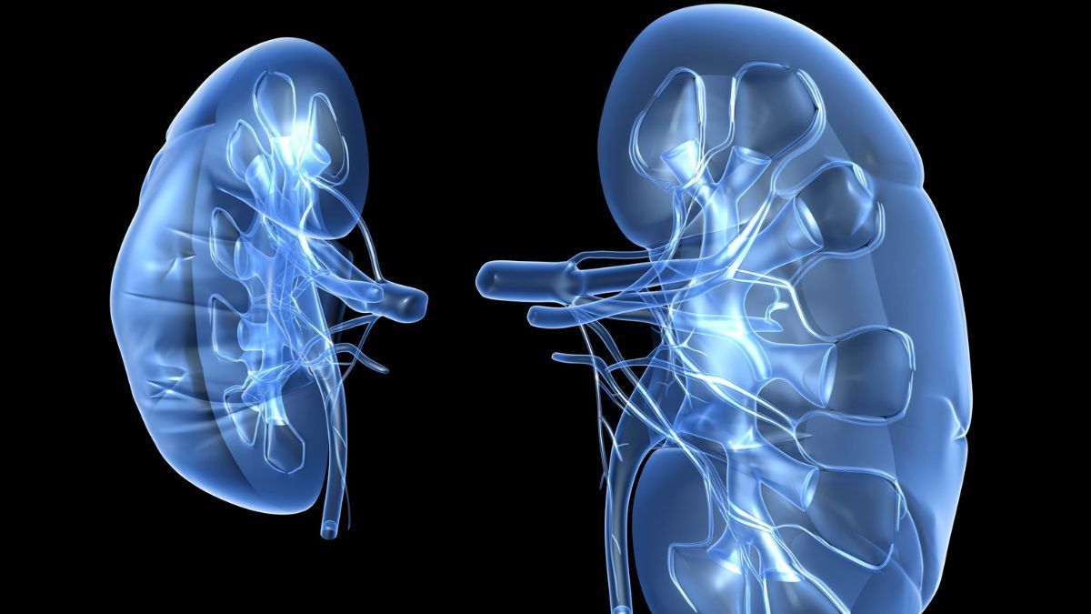 I reni: a cosa servono e come prendersene cura