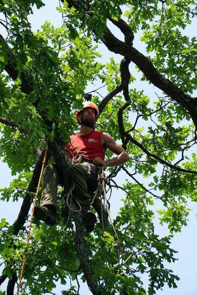 Tree Service | Cincinnati, OH | Dave Stang's Certified Tree Care