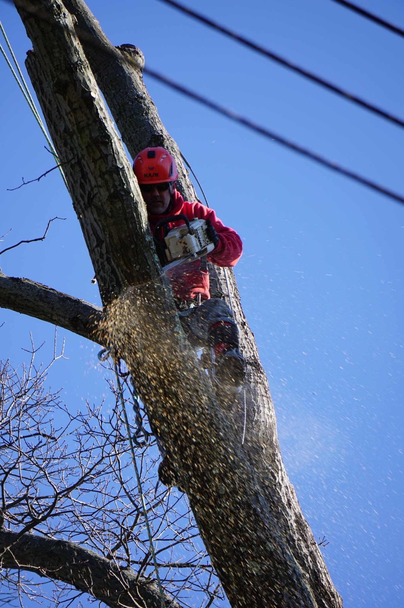 Tree Service | Cincinnati, OH | Dave Stang's Certified Tree Care