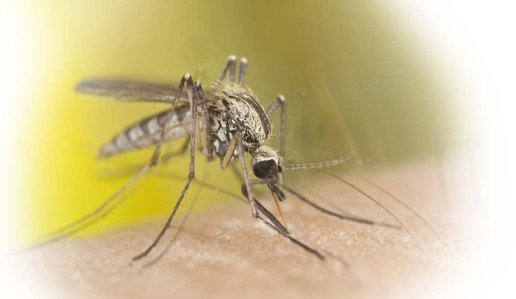 #1 Pest Control Company in Covington and Harvey Lousiana