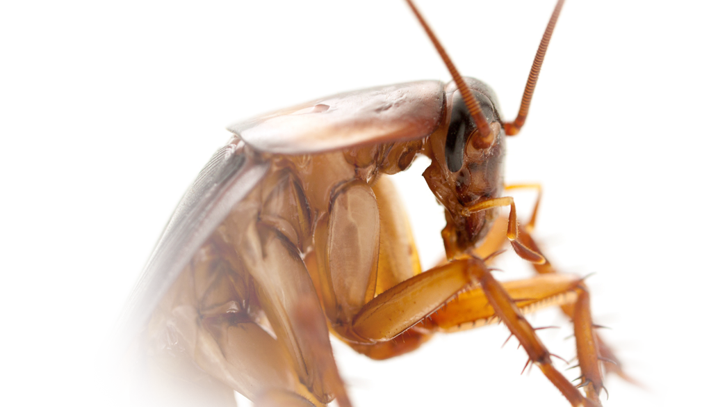 #1 Pest Control Company in Covington and Harvey Lousiana