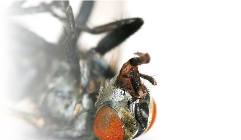 #1 Pest Control Company in Covington and Harvey Lousiana