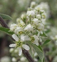 Garden Center - Fort Atkinson, WI - Blodgett Garden Center