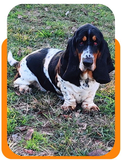 Bromley's Elite Bassets | Basset Hound Puppies