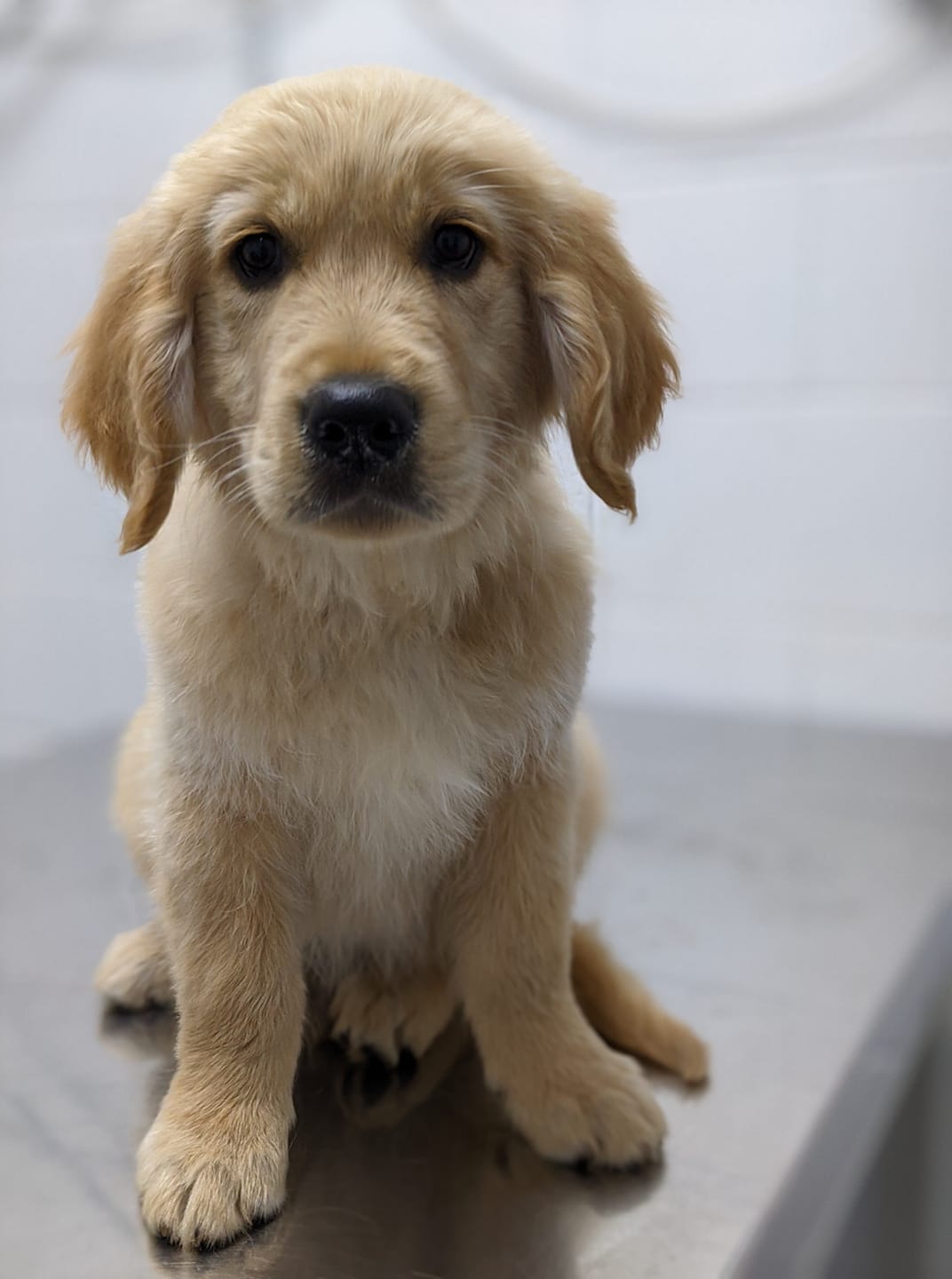 Veterinarian | Caboolture | Eric Broad & Associates Veterinarian | Caboolture | Eric Broad & Associates