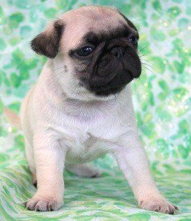 Pug Pups-Chihuahua Pups – Abilene, KS – Paws-N-Claws