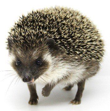 Male Breeding Hedgehogs - Abilene, KS - Paws-N-Claws