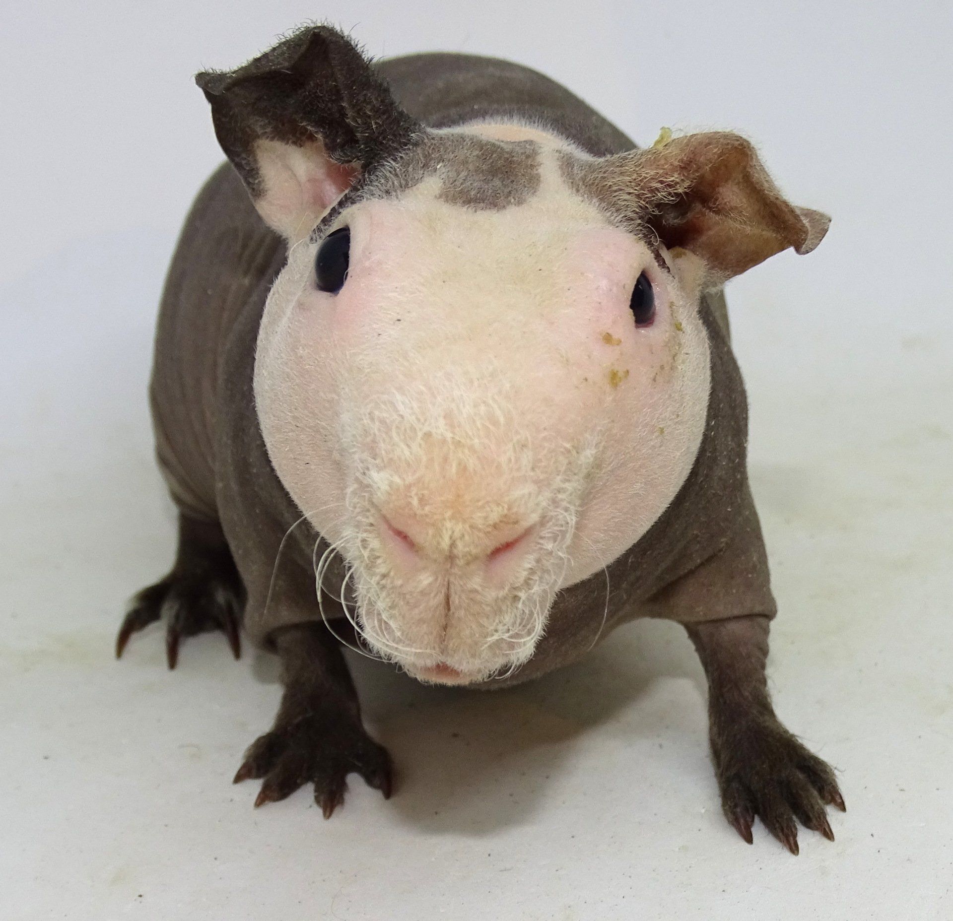 Hedgehog Babys and Guinea Pigs Pedigreed and Health Guaranteed Application