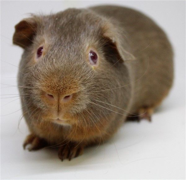 Male Breeding Guinea Pigs | Abilene, KS | Paws-N-Claws