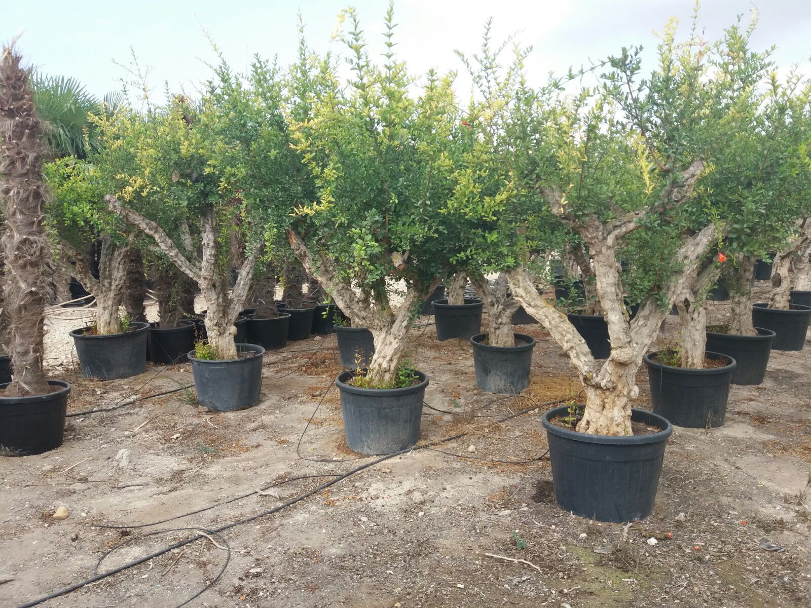 Alberi secolari e da frutto - Pedara (Catania) - Vivai Mazzaglia