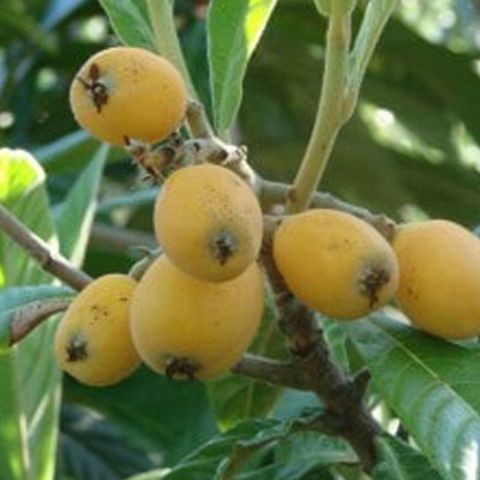 vendita vasi - Pedara (Catania) - Vivai Mazzaglia