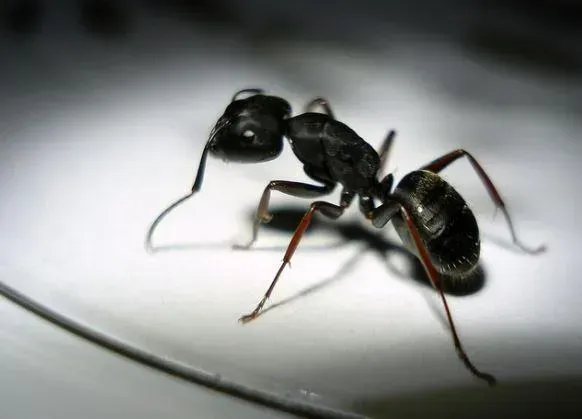 5 Ant Species That Infest Minnesota Homes in Summer