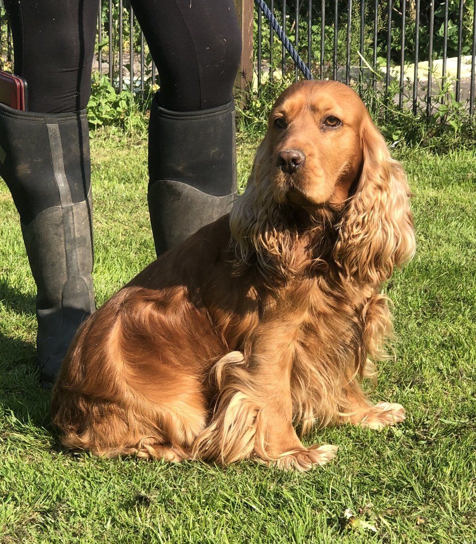 Jumbana Dogs - Breeders of Cocker Spaniels & Dachshunds