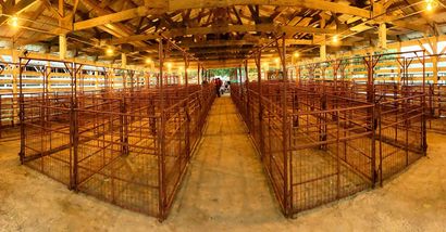 Custom Show Cattle Barns